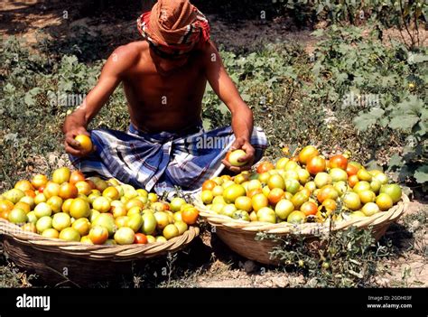 A Man Sorting Tomatoes Into Baskets At A Tomato Plantation Bangladesh