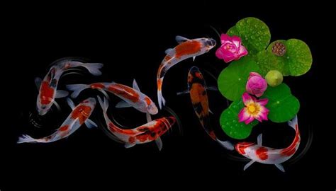 Jenis Jenis Ikan Koi Yang Cantik Dan Menawan IkanPedia
