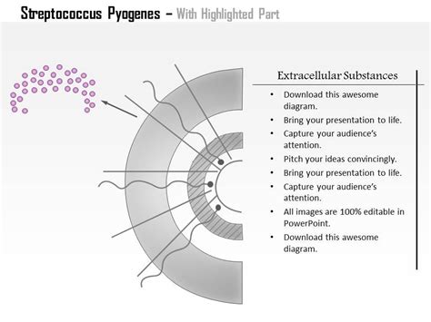 Streptococcus Pyogenes Diagram I Streptococcus Pyogenes Cas9