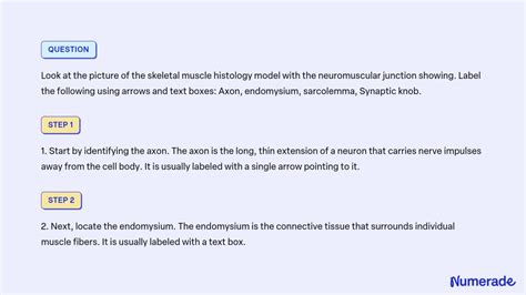 Solved Look At The Picture Of The Skeletal Muscle Histology Model With The Neuromuscular