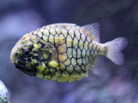 マツカサウオ科 Monocentridae マツカサウオ