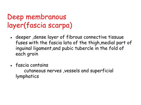 Surgical Anatomy Of Inguinal Canal Pptx