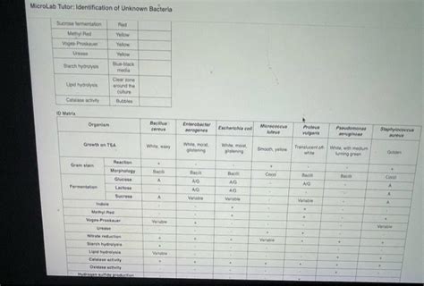 Solved Microlab Tutor Identification Of Unknown Bacteria