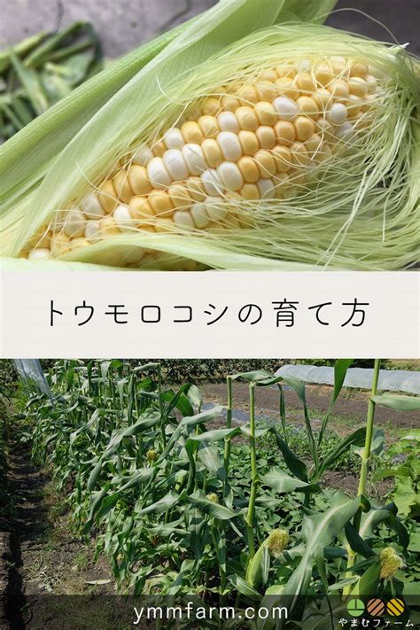 トウモロコシの育て方 野菜のガーデン 園芸学 家庭菜園