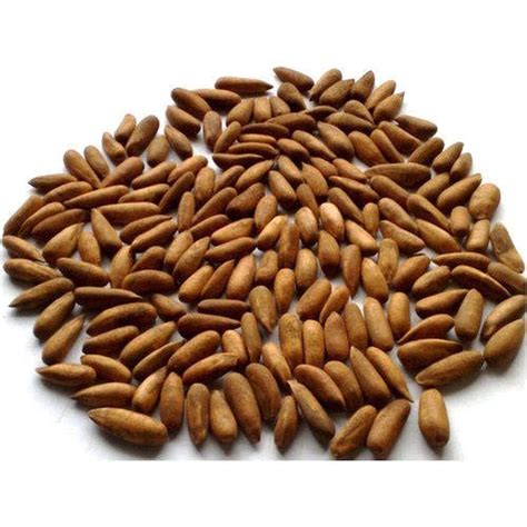 Fresh Roasted Black Chilghoza Pine Nuts Available In 1kg And 500g