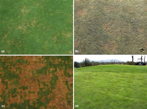 Rapid Blight Penn State Turfgrass Pest Diagnostic Lab