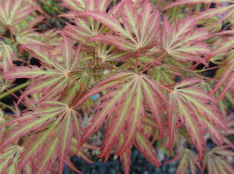 Acer Palmatum Dissectum Jeddeloh Orange Cutleaf Japanese Maple Kigi