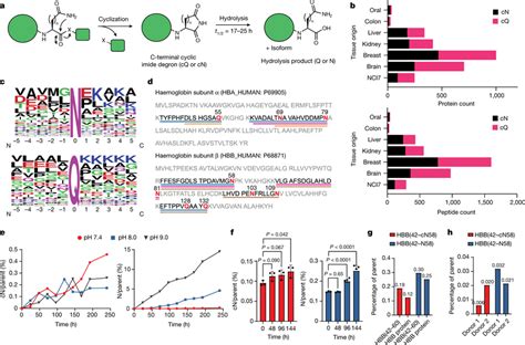 C Terminal Cyclic Imides Are Ptms That Form Readily In Vitro A