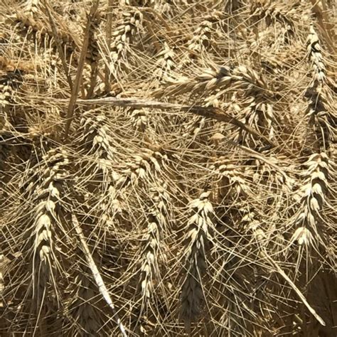 Stream Grain Producers Insulted And Unimpressed With Biosecurity Levy By Libby Price Listen