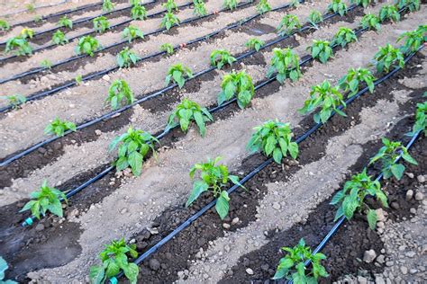 Vegetable Garden Drip Irrigation System