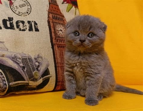 Шотландська висловуха дівчинка Ліберті 350 Кошки Черкассы на Olx
