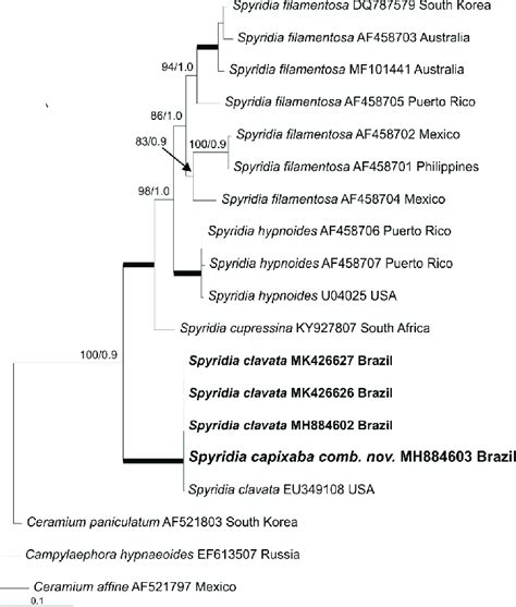 Maximum Likelihood Tree Of Rbcl Relationships For Spyridia Capixaba
