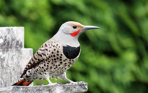Northern Flicker Animal Facts - C. Auratus - A-Z Animals