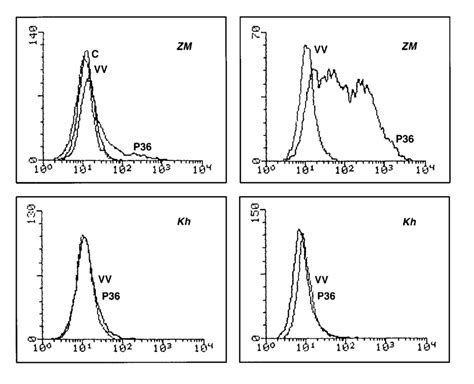 Correction Of Membrane Hla Class Ii Expression By Transfection With