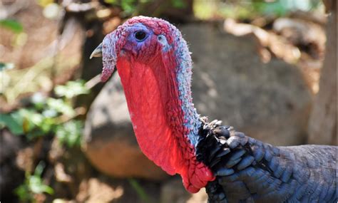 What A Turkey Snood Tells You About Your Tom Carbontv