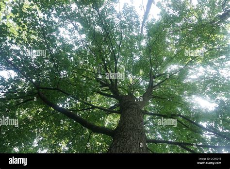 A Vertical View Of A High Tree Trunk Background Is The Sunlight Passes