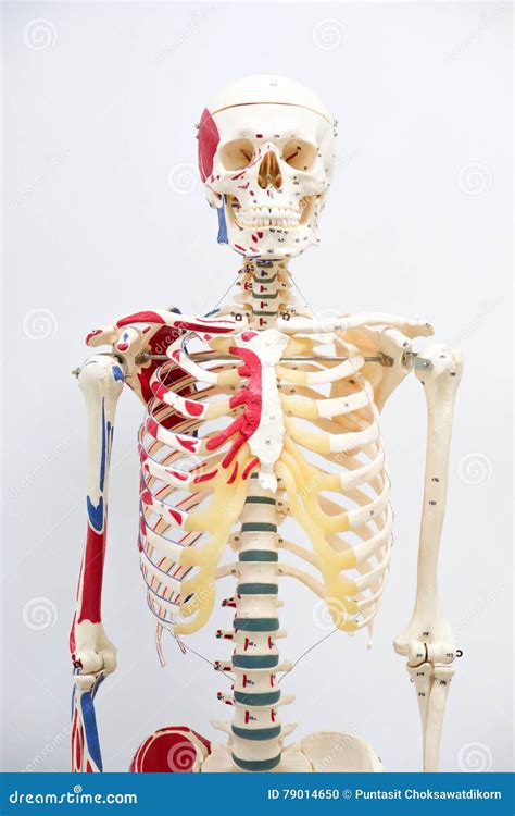 Anatomy Naked Woman Body With Bone Skeleton Stock Image CartoonDealer