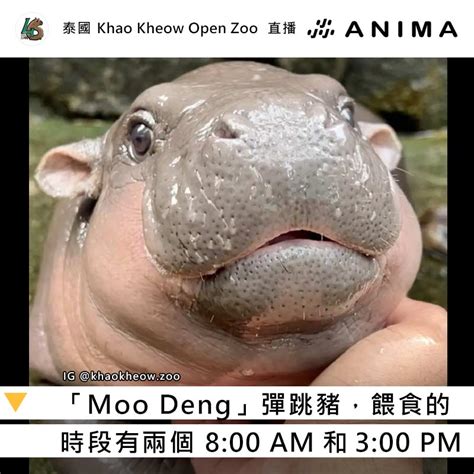 「彈跳豬」可愛席捲全球 24小時直播開始啦！ Anima 阿尼尛 尛新聞