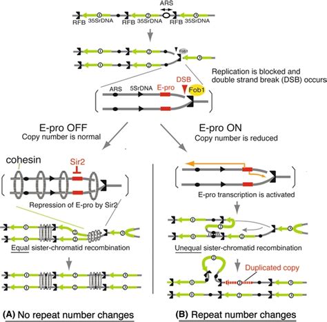 Rdna Amplification Model A In Normal Situations The Silencing Download Scientific Diagram