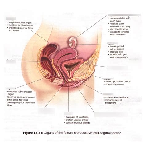 Female Reproductive Organs Sagittal Section