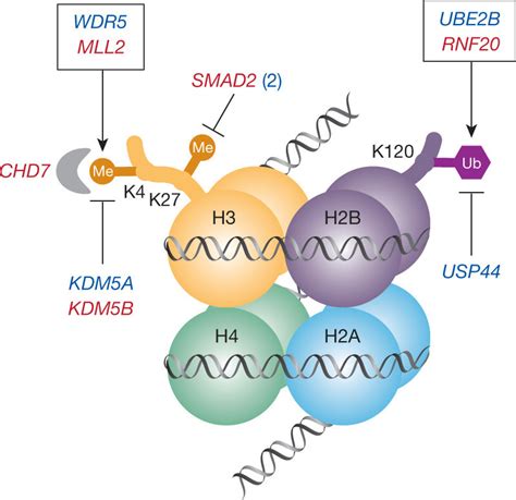 Histone Octamer