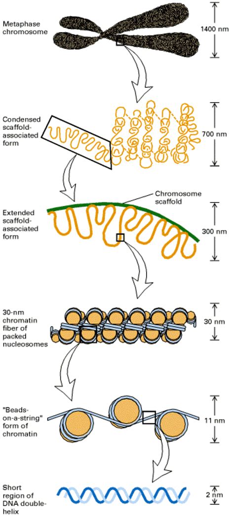 Plant Life Chromatin