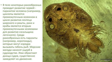 Разнообразие ракообразный и их роль в природе презентация онлайн