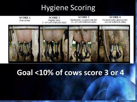 Mastitis Management And Prevention Ppt