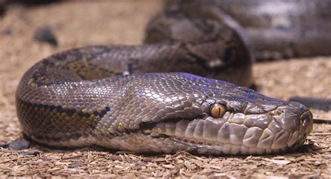 Killer Python Swallows Woman In Indonesia Graphic Video 18 Tales