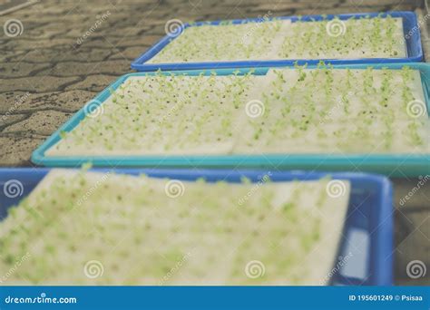 Seedling Of Hydroponic Vegetable Sprout On Wet Sponge In Plant Nursery