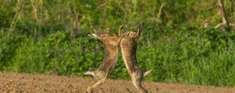 How To Sex Of Rabbits Determine Pet Cares World