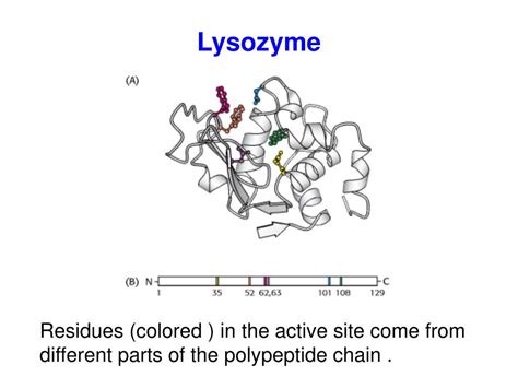 Ppt Chapter 2 Enzyme Powerpoint Presentation Free Download Id3561286
