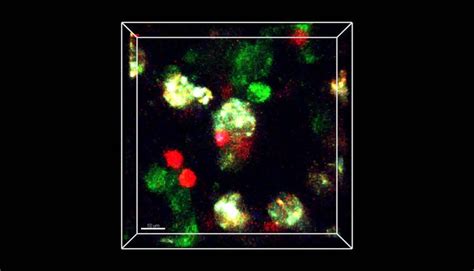 A Role For Phagocytosis In Inducing Cell Death During Thymocyte