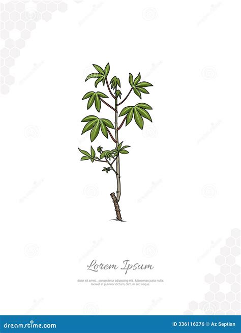 Cassava Tree Vector Art For Wall Decoration Stock Vector Illustration