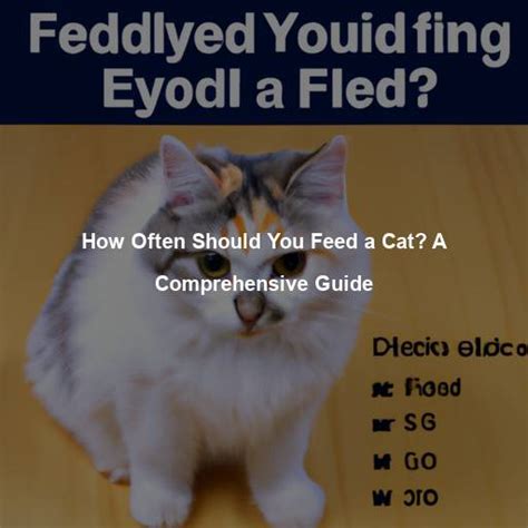 How Often Should You Feed A Cat A Comprehensive Guide Pet Knowledge Pet Supplies Shopping Guide