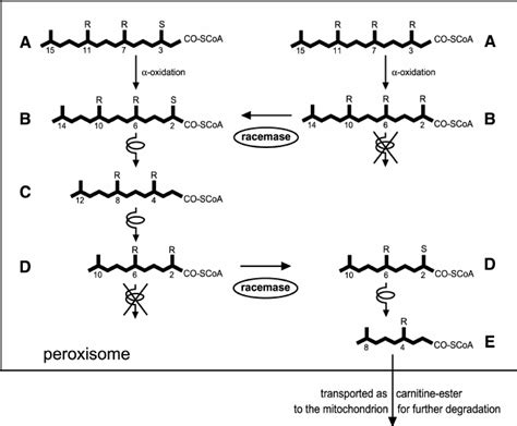 Schematic Representation Of The Oxidation Of Phytanic And Pristanic