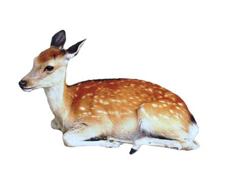 Precut Deer Png By Kayleero On Deviantart