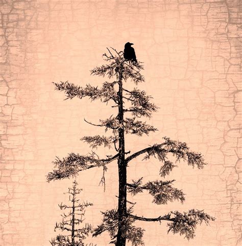 Solve Crow Jigsaw Puzzle Online With 64 Pieces
