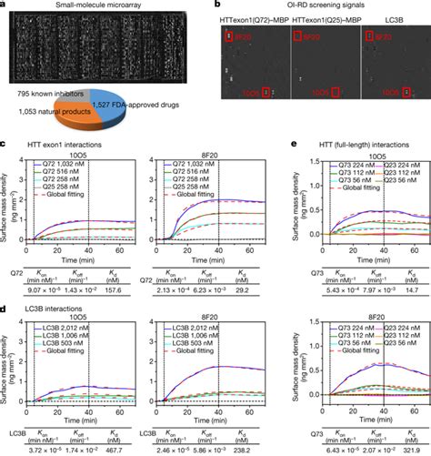 allele selective lowering of mutant htt protein by htt lc3 linker