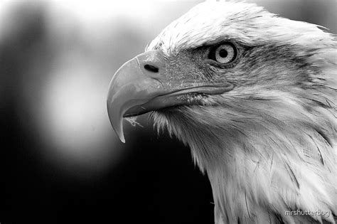 Bald Eagle Black And White By Mrshutterbug Redbubble