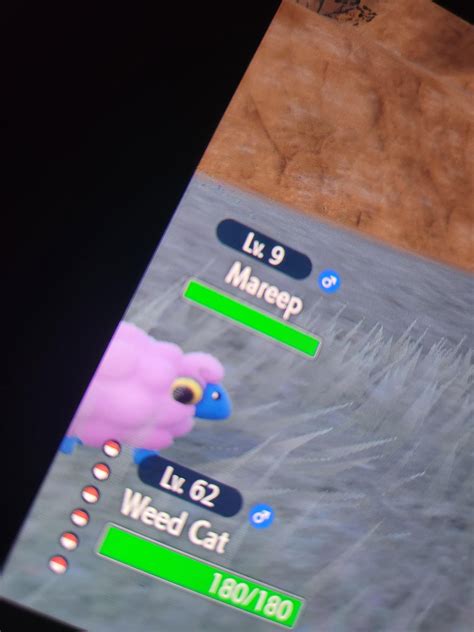 [gen 9] 2 Shiny Tandemous One Even Has A Mark R Shinypokemon