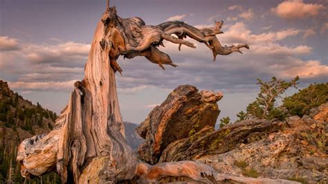 The Oldest Tree In The World And The 7 Runner Ups Live Science