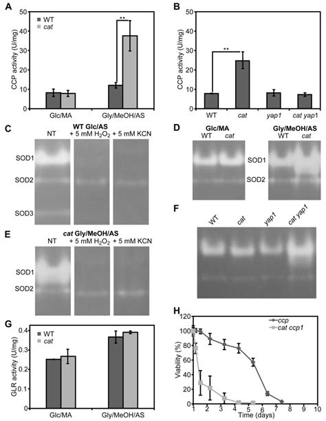 Peroxisomal Catalase Deficiency Modulates Yeast Lifespan Depending On