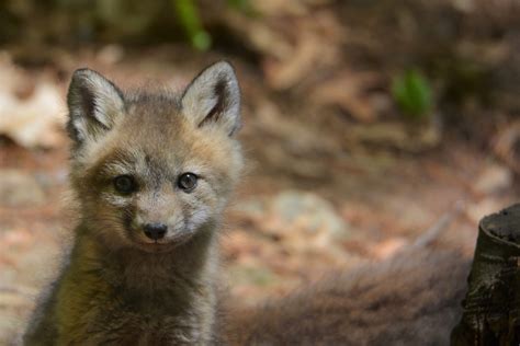 Sweet Innocence On Behance