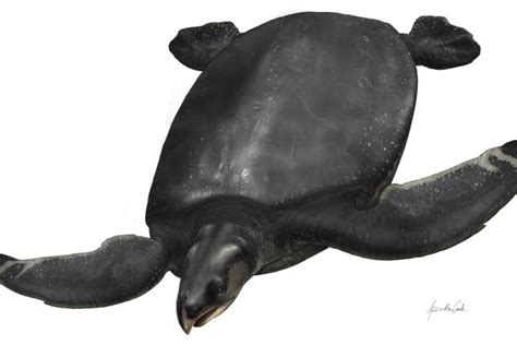 Scientists Discover Giant Turtle The Size Of A Vw Beetle In Spain