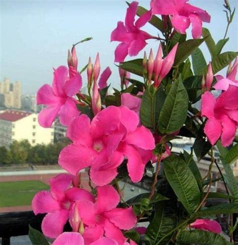 这花养在阳台太赚了！搭个花架自己爬，生到两米花香飘远花友