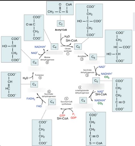 Citric Acid Cycle Tricarboxylic Acid Cycle Krebs Cycle Diagram Quizlet