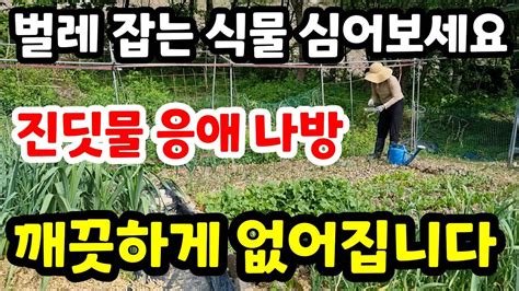 벌레 잡는 식물 심고 진딧물 노린재 깍지벌레 응애 꽃매미나방 싹 없애는 방법진딧물없애는법벌레기피제진딧물살충제천연살충제
