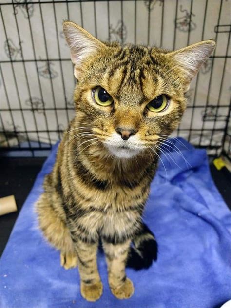 This Angry Cat Is Named Giggles He Was Just Adopted From A Local