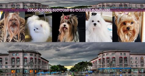 პატარა ჯიშის ძაღლები და ლეკვები რუსთავში Facebook